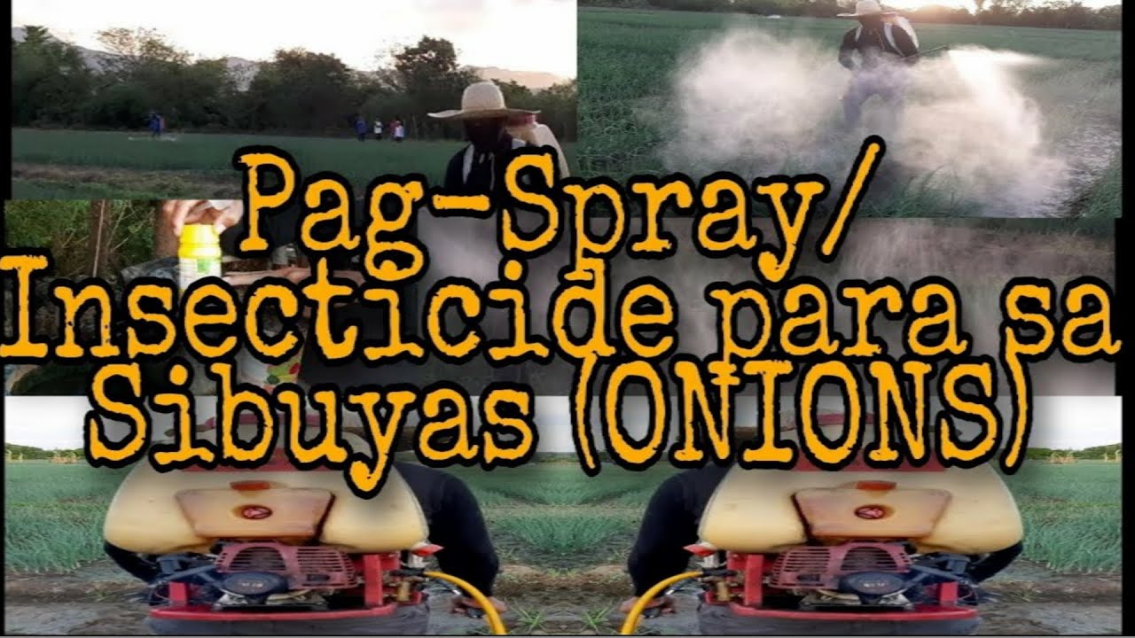 PAG-SPRAY NG INSECTICIDE AT PANG AMAG SA SIBUYAS(ONIONS) USING POWER ...