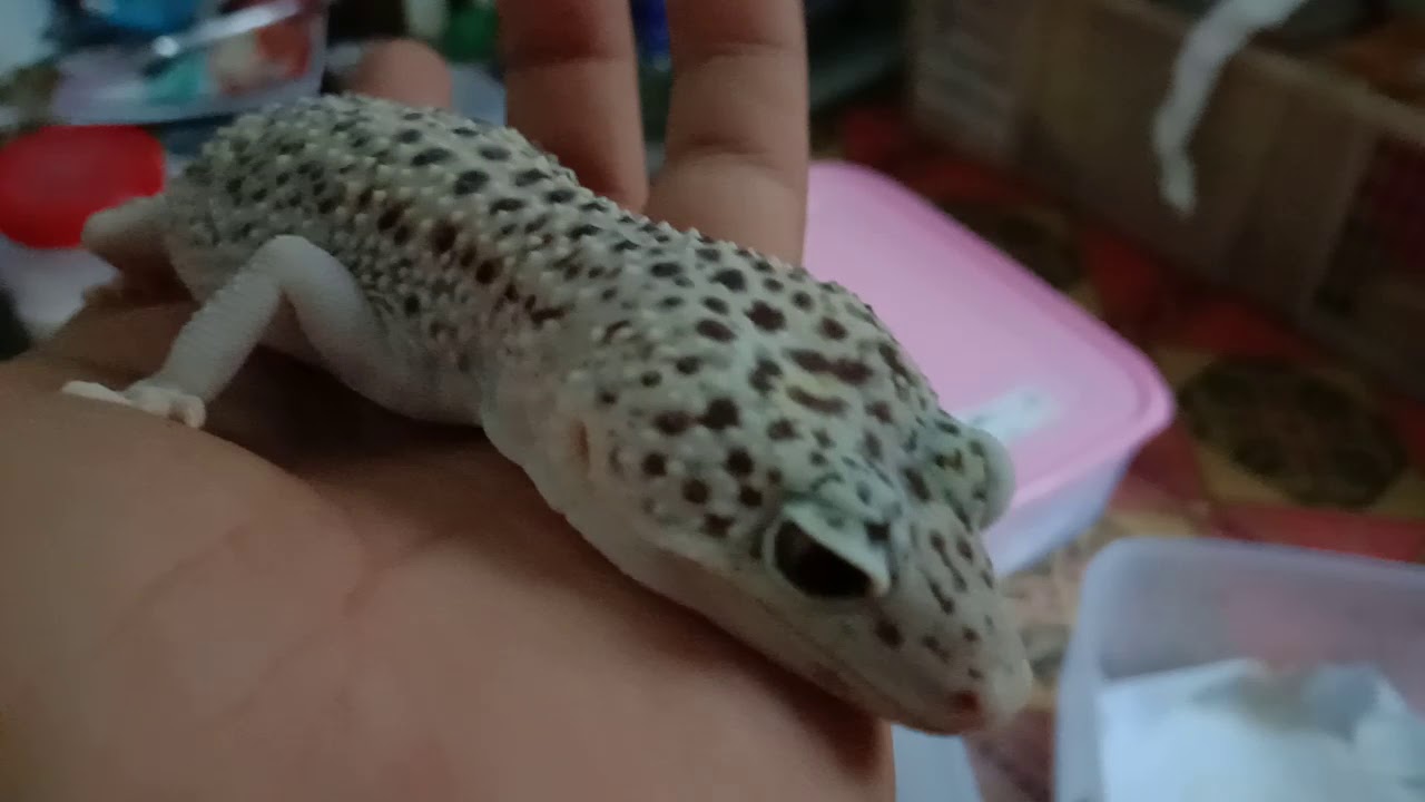 eps 68. jenis jenis mata leopard gecko - YouTube
