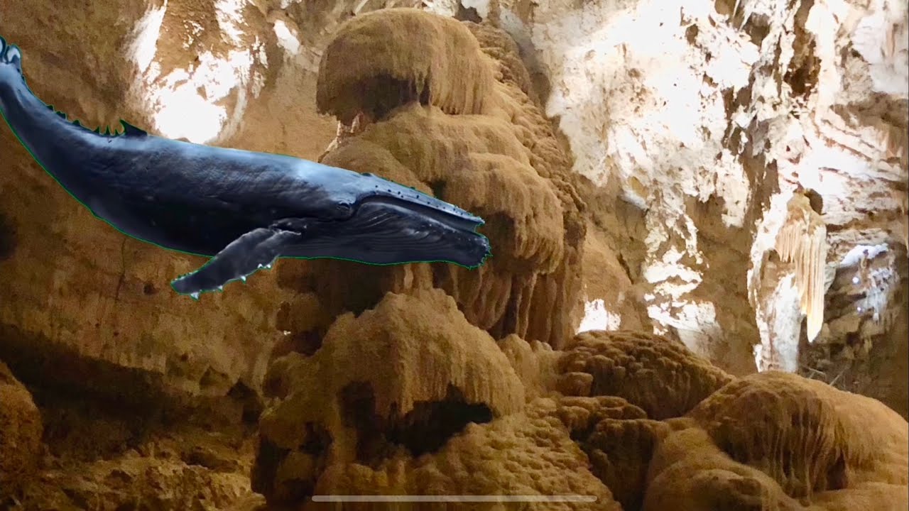 Cave Whale - YouTube