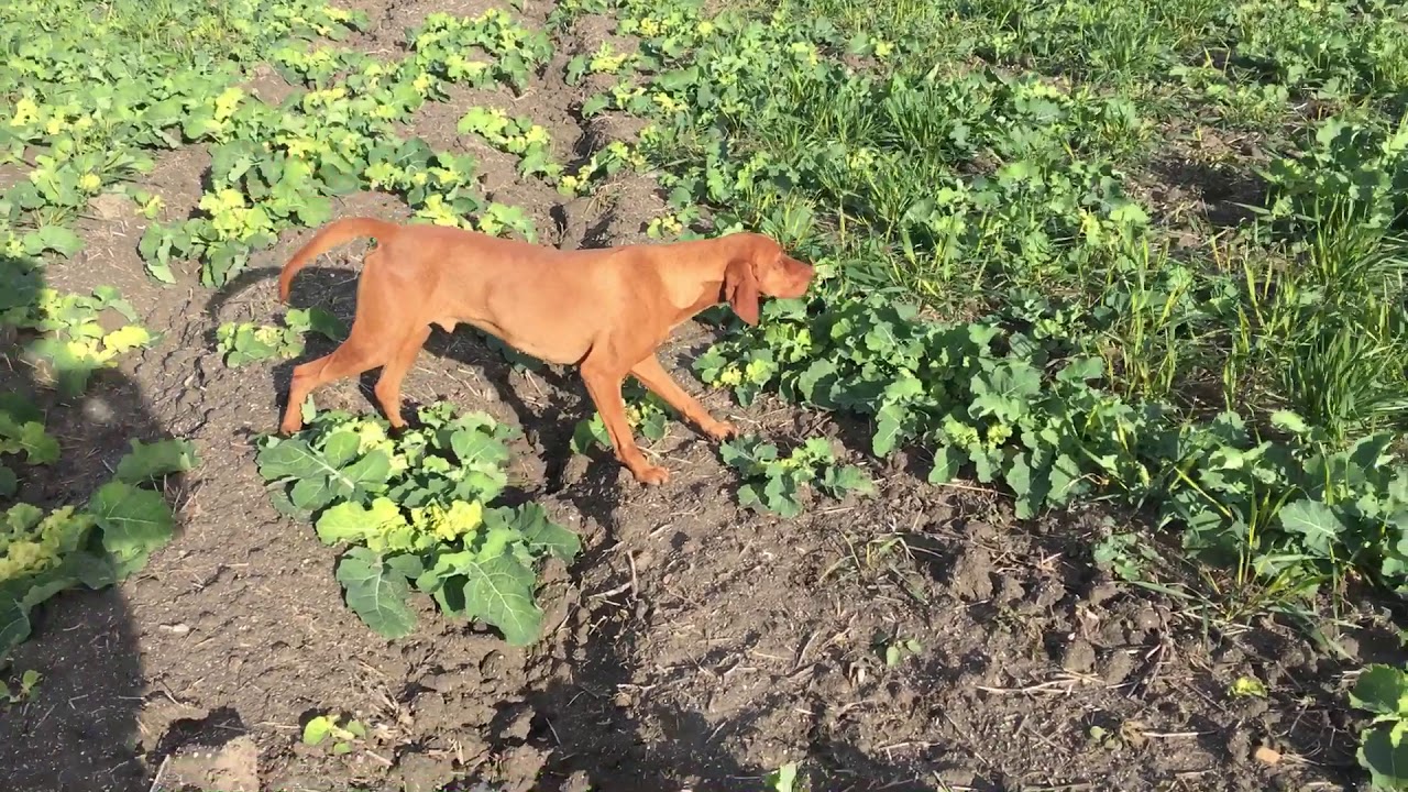 Braco Húngaro(Vizsla), empezando a iniciarse en caza con 3 años. - YouTube