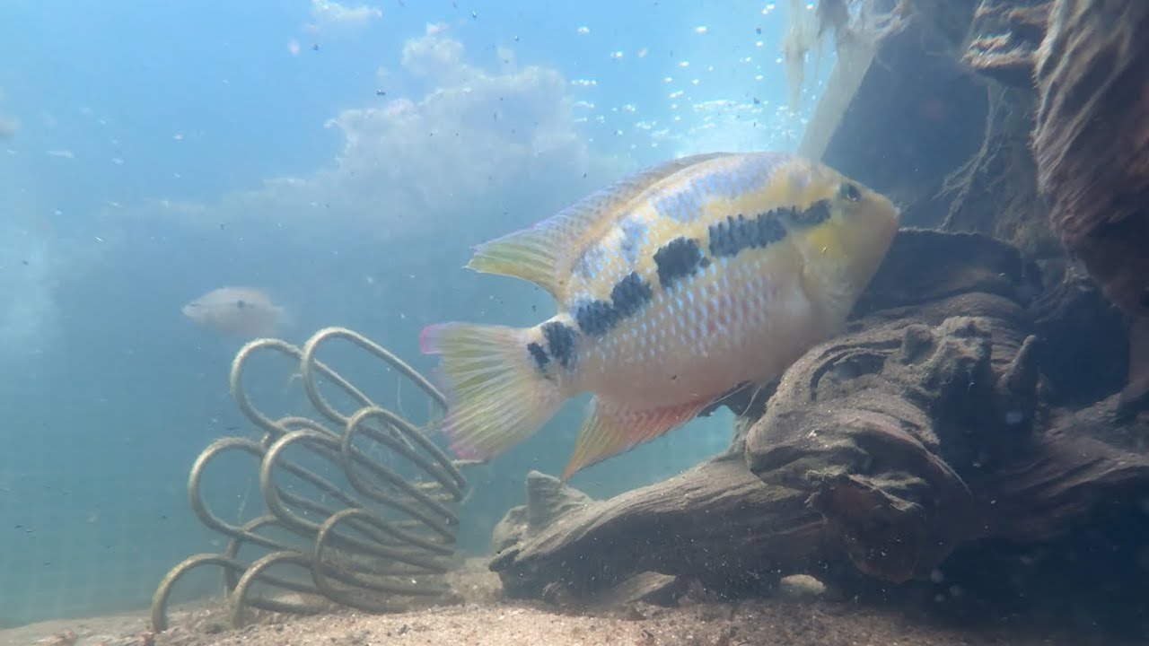 2 hour underwater fish / cichlid asmr kid friendly - YouTube