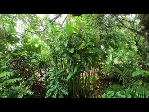 Galangal Ginger Snapshot - My Aussie Roots QLD - Alpinia galanga