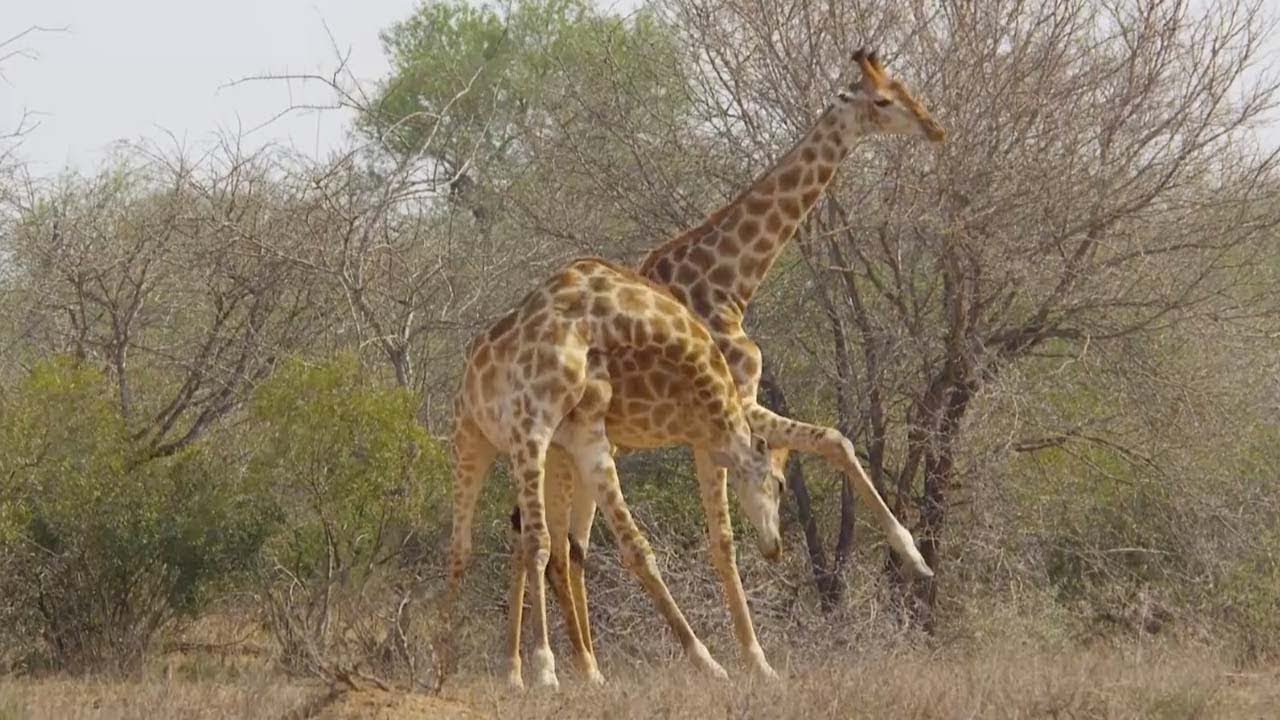 Giraffe Captured In Neck-and-Neck Fight - YouTube
