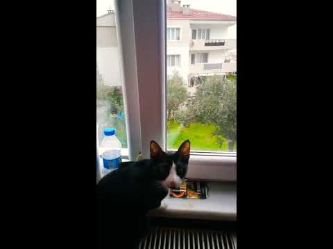 Ağlama  Beni Ana-Bilal Hancı