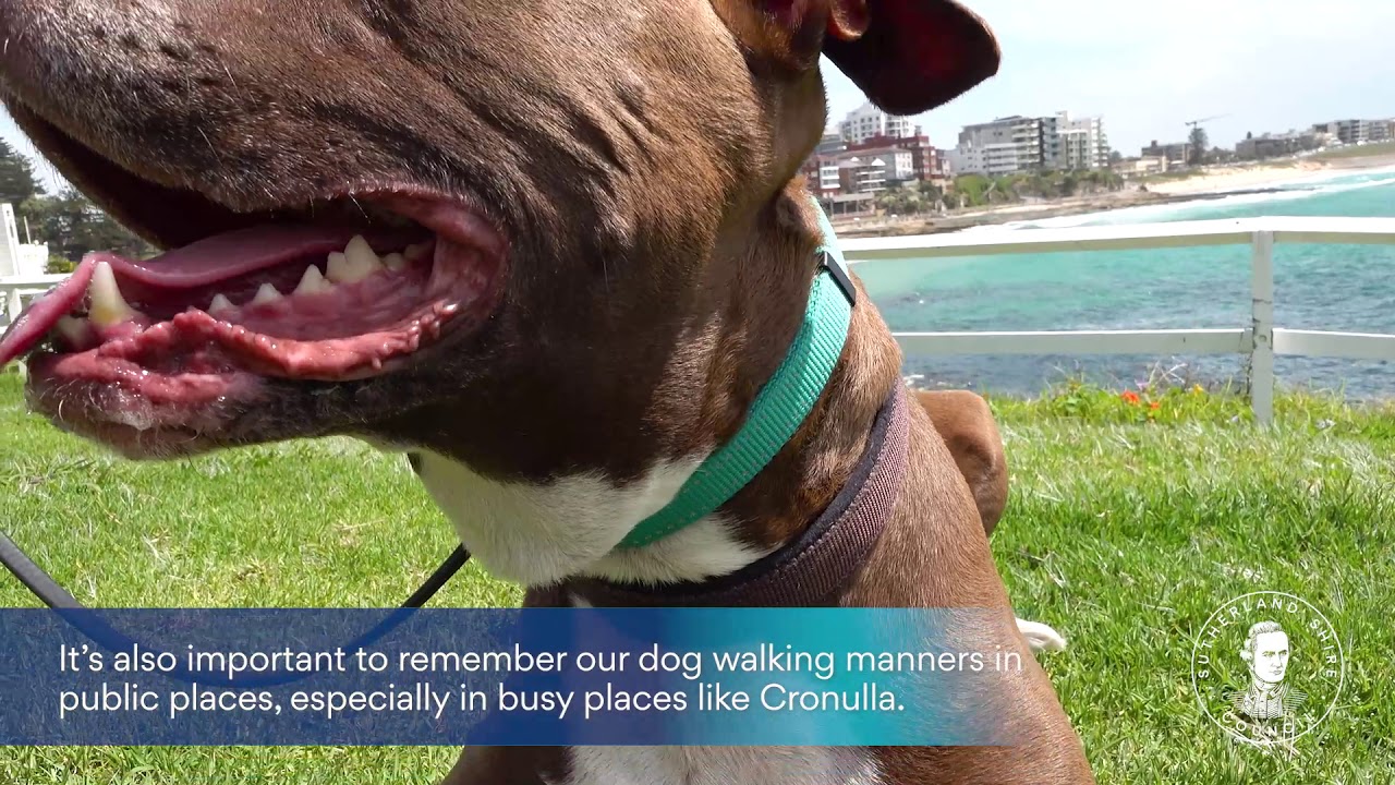 Take the Lead! Dogs in public places - YouTube