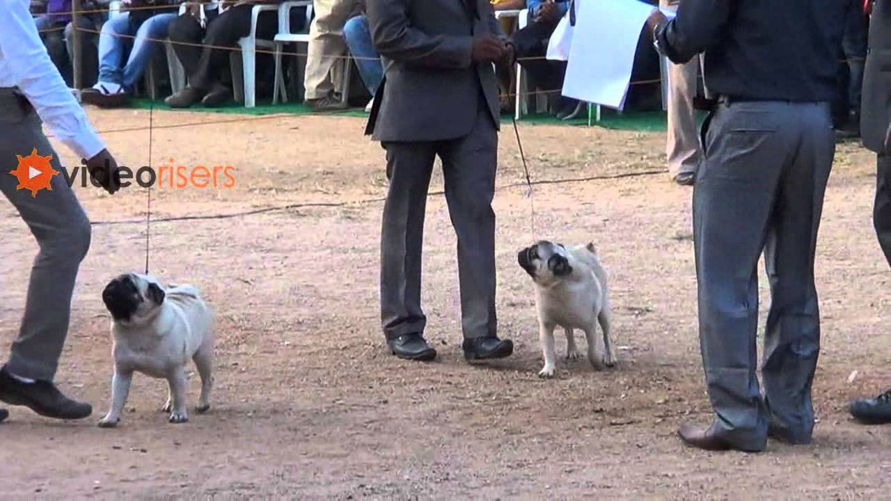 wow brilliant dogs running in all breeds dogs show - YouTube