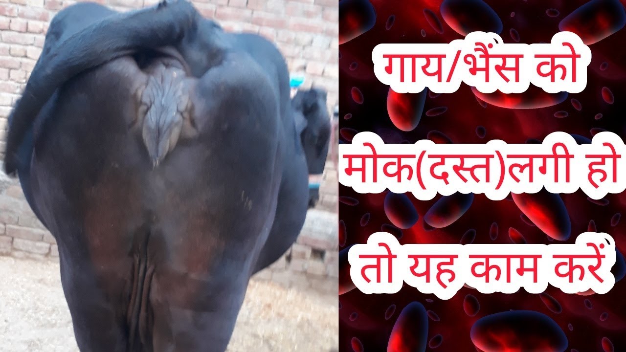 अगर गाय/भैंस को मोक(दस्त) लगी हो तो यह काम करें | How to cure the Loose ...