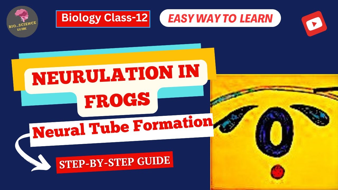 Neurulation in Frogs: Formation of the Neural Tube Explained🌬️ |Embryology Guide📚|Bio_Science ...