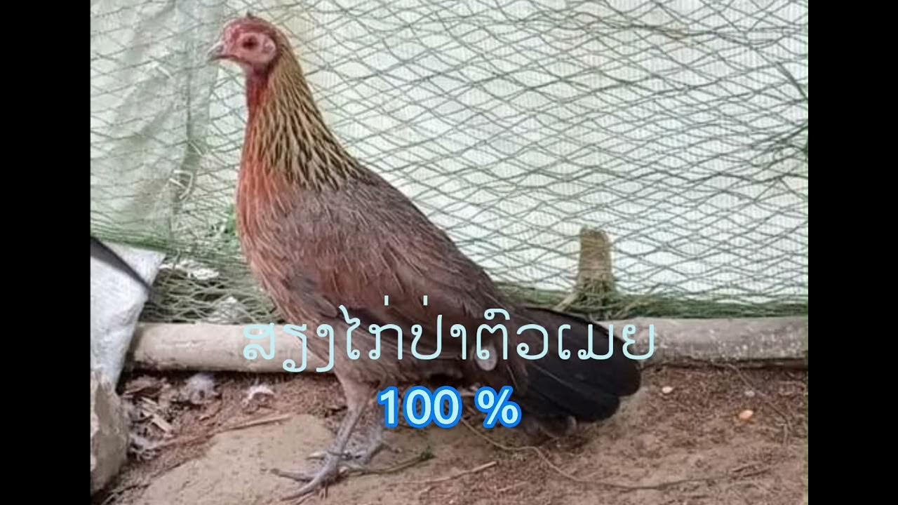 poj qaib seev zoo dib tuaj zoo heev ສຽງ ໄກ່ ປ່າ ຕົວ ເມຍ ຕໍ່ ມາ 100 % - YouTube