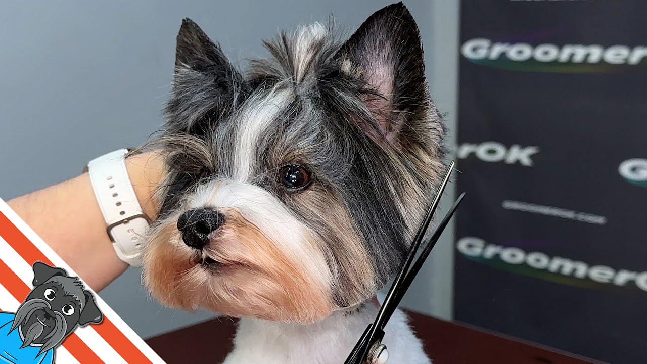 Biewer York Grooming | Step-by-Step Guide | Transforming Fluffy Coats ...