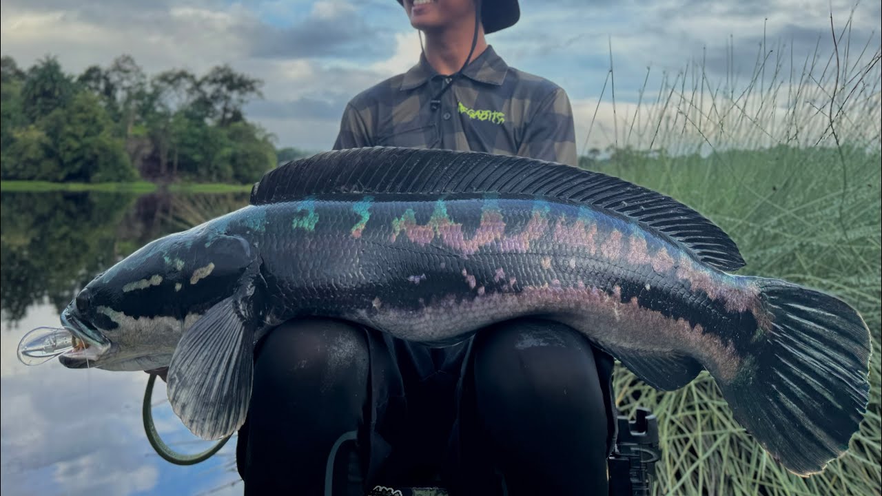 MONSTER TOMAN (GIANT SNAKEHEAD) FISHING, TASEK MERIMBUN, BRUNEI - YouTube