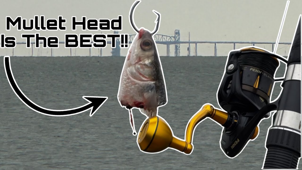 Saltwater Fishing With Cut MULLET! - YouTube