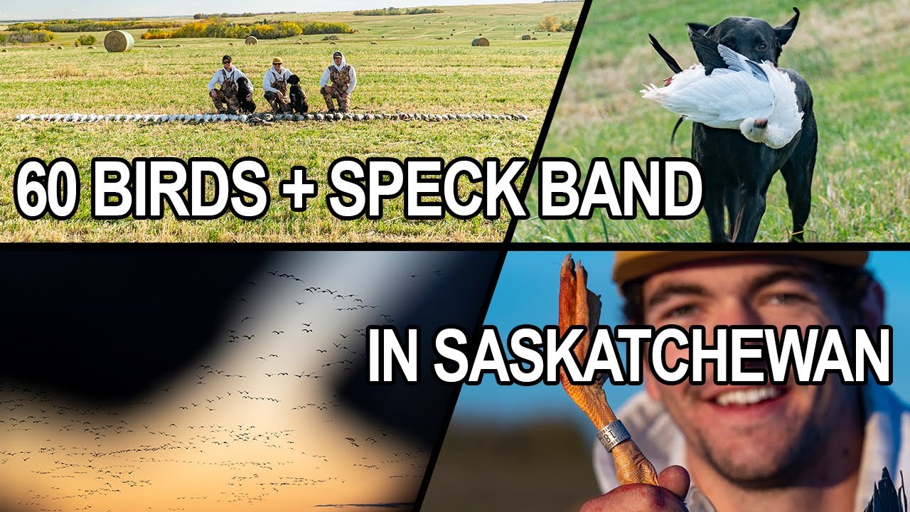 60 Birds and a Speck Band in Saskatchewan - YouTube