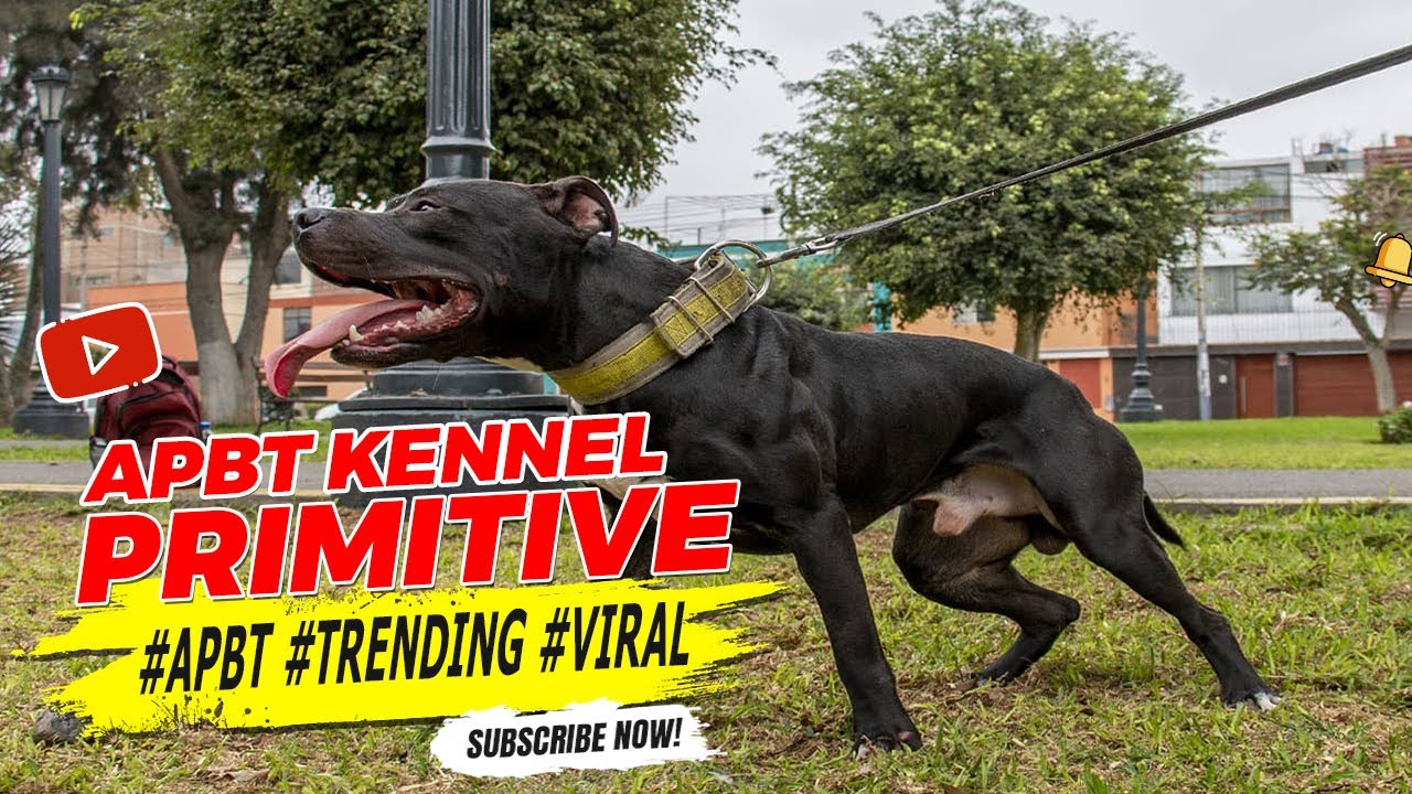 APBT Kennel Primitive #apbt #trending #viral #pitbulldog #gameness # ...