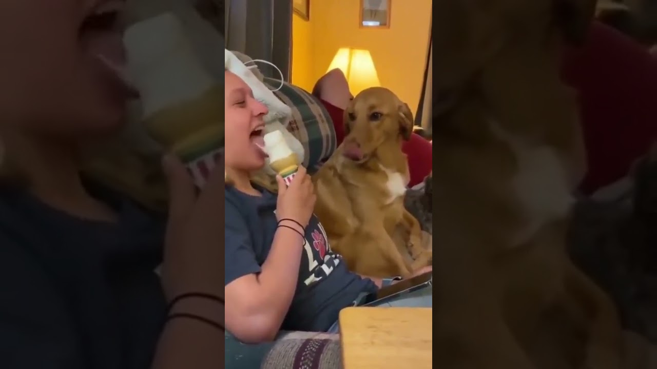 shorts funny dog - YouTube