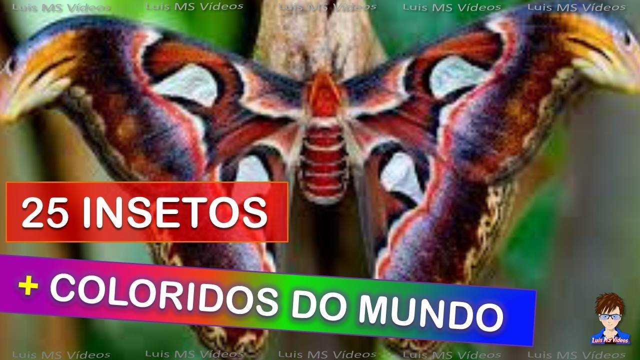 25 Insetos mais Coloridos e Exóticos do Mundo - YouTube