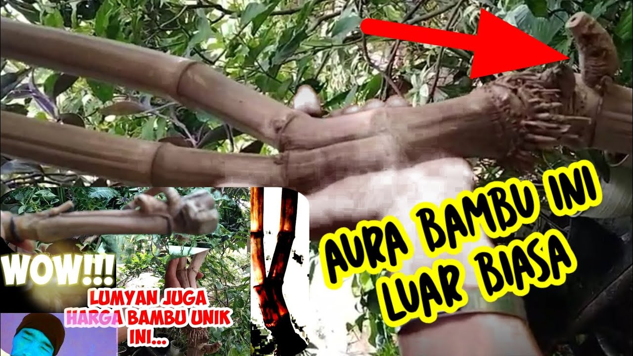 Kahirupan dikolong awi-BAMBU UNIK PETUK YG BANYAK DICARI PARA KOLEKTOR ...