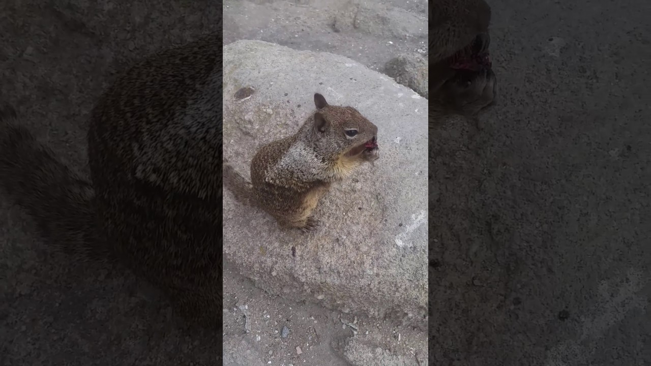 Beach Squirrels on Monterey Bay - YouTube