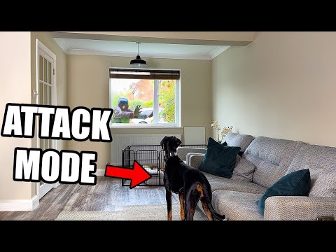 Will A Doberman Protect During A Home Invasion?