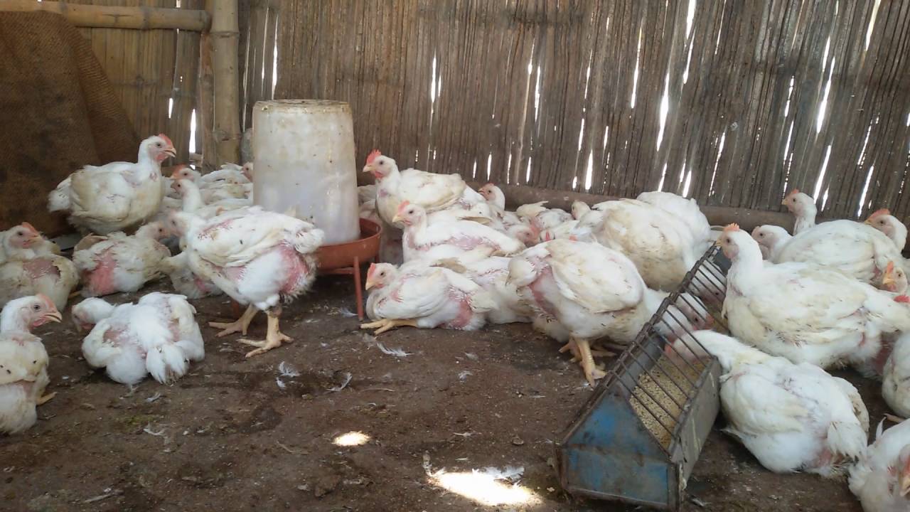 murga farm - YouTube