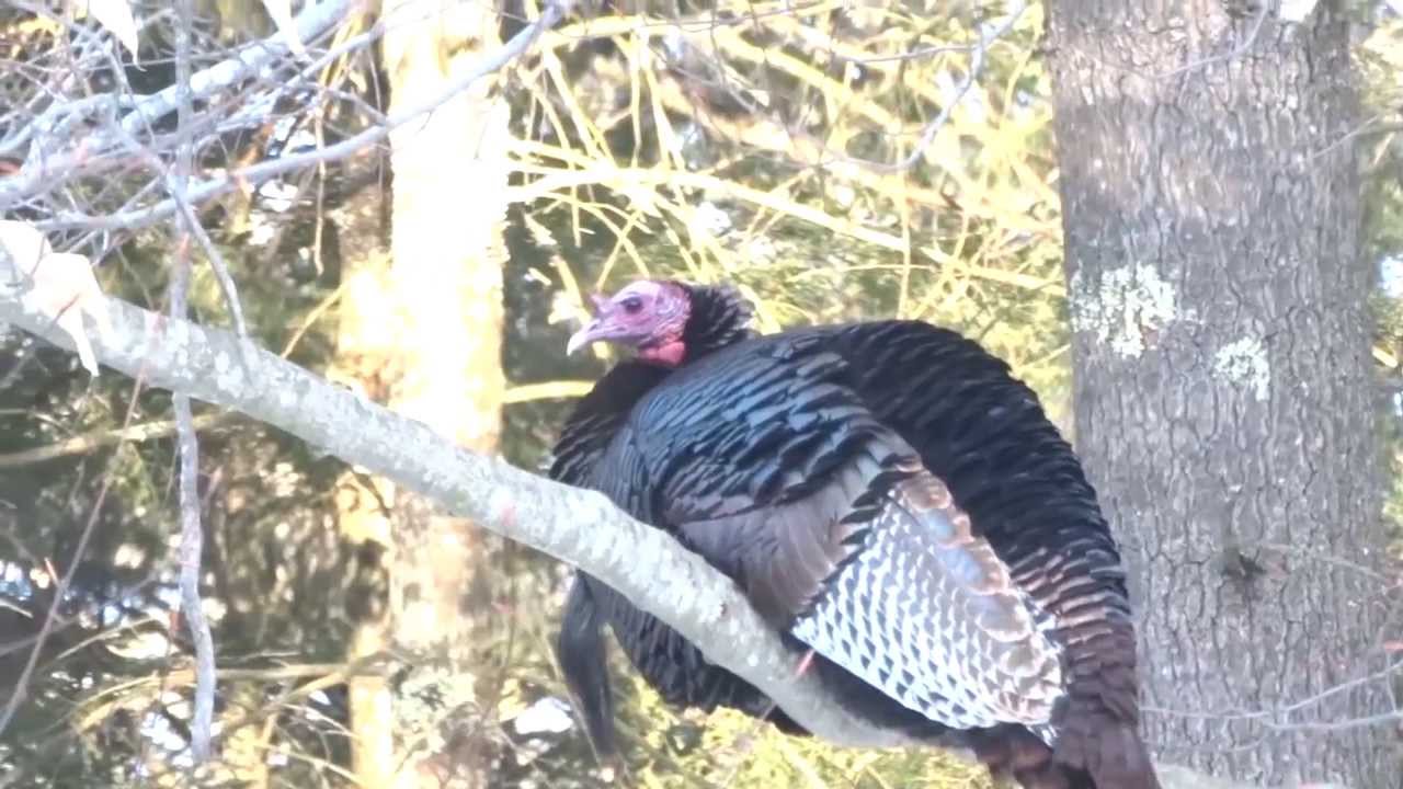 3 1 2014 At Home Turkeys in the Trees - YouTube