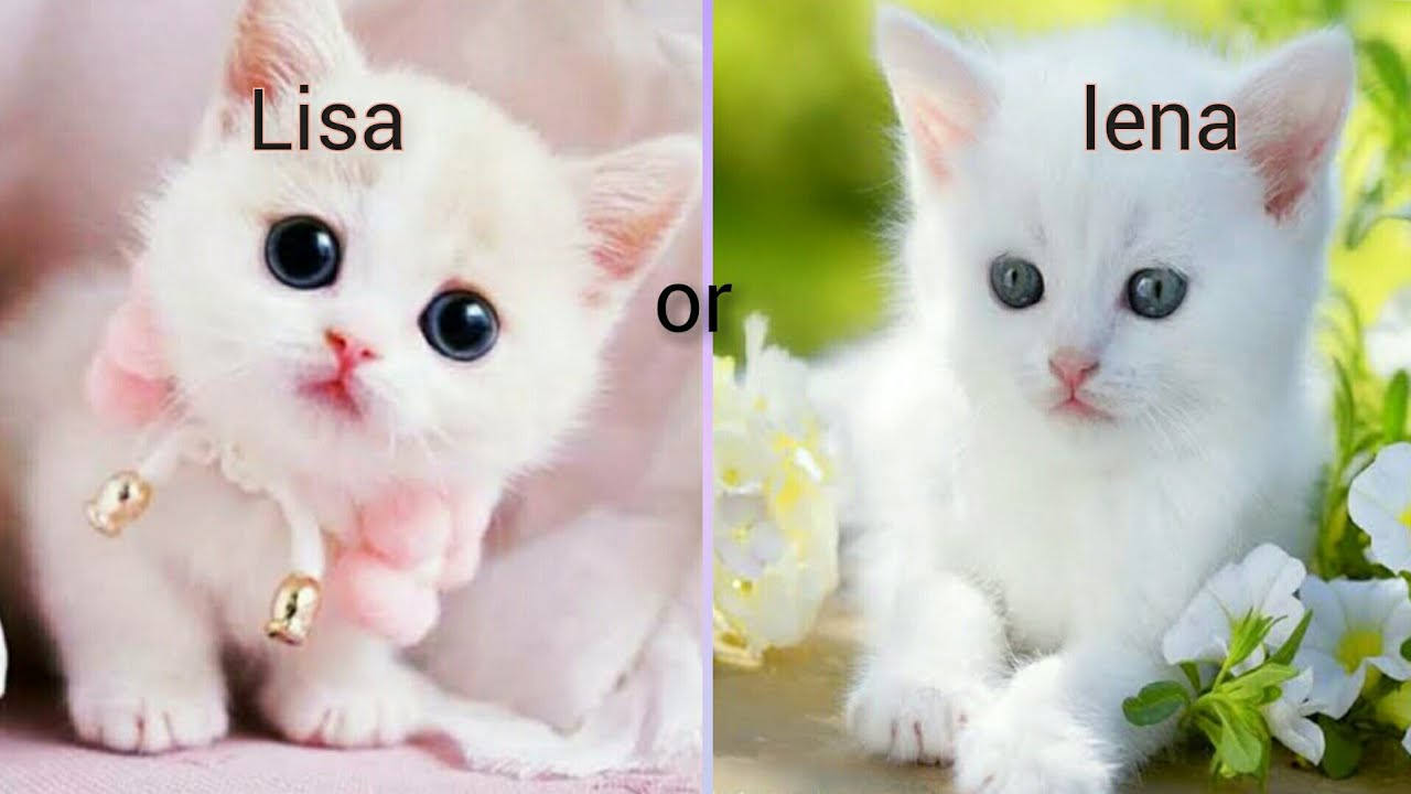 Lisa or Lena|Aiki or Miki Cute and funny Animals(Cute & adorable baby ...