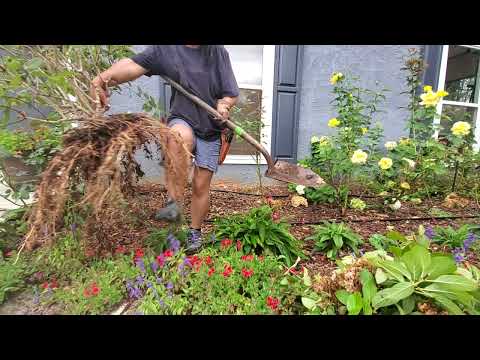 Do Hydrangeas Have A Deep Root System
