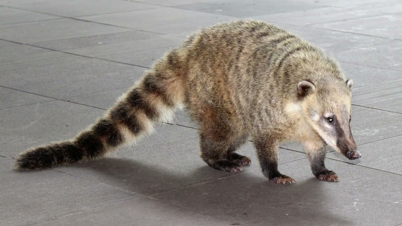 SOM DE QUATI - YouTube