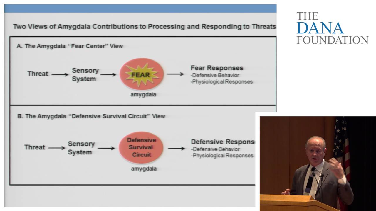 "Anxious Brain" Highlights: Joseph E. Ledoux on the Neuroscience of ...