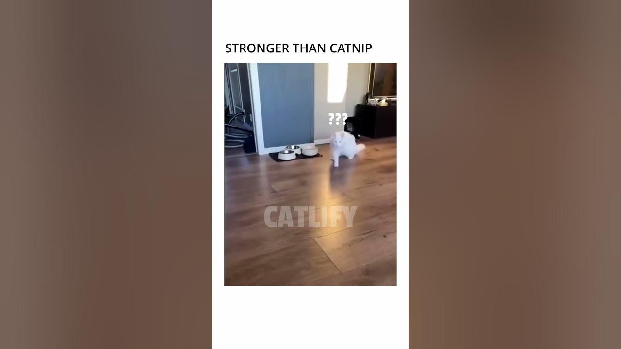 THIS IS STRONGER THAN CATNIP - YouTube