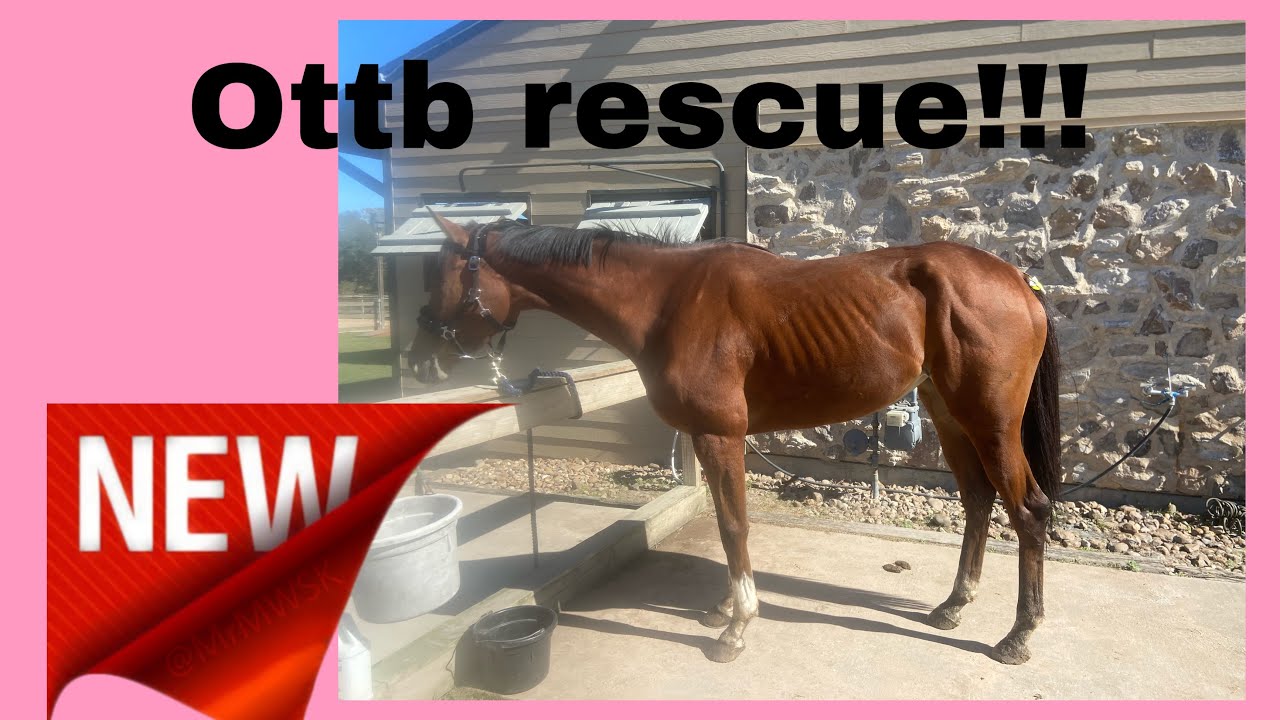 NEW OTTB TRANSFIRMATION INTO A HUNTER JUMPER LESSON HORSE. - YouTube