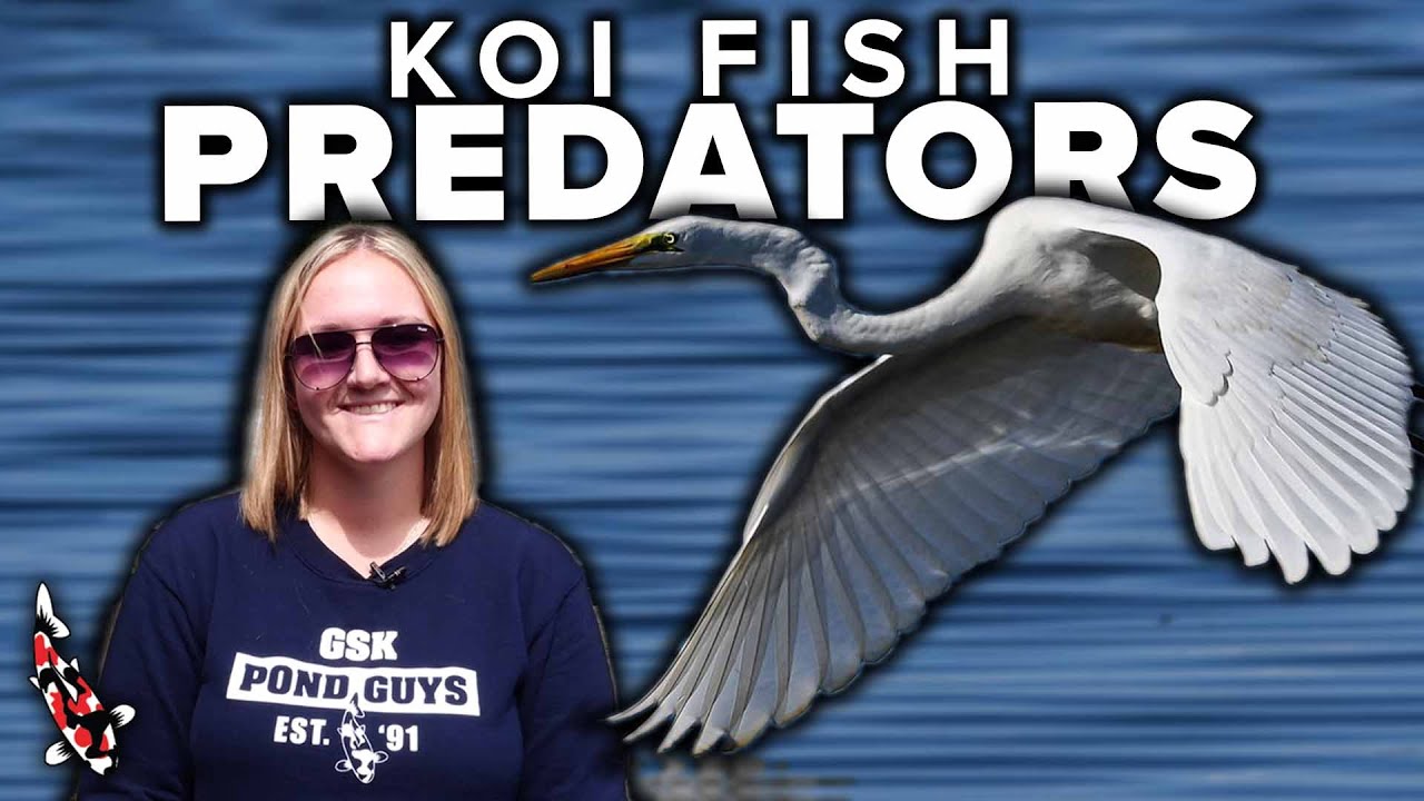 How To Protect Your Pond From Predators - YouTube