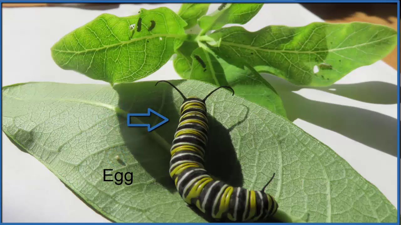 How Big Is A Monarch Caterpillar Egg YouTube how-big-is-a-monarch-caterpillar-egg-youtube