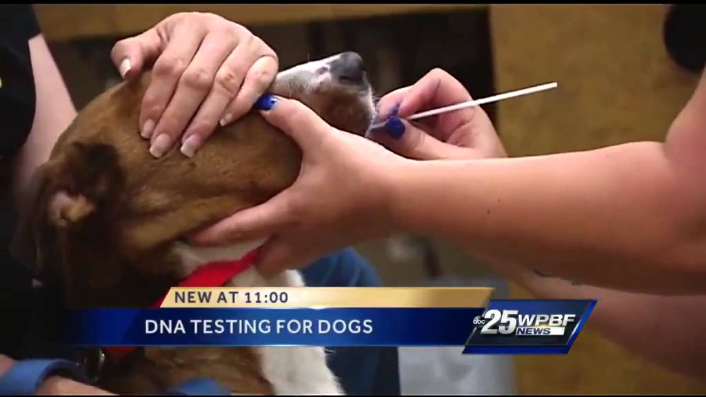 DNA Testing For Dogs YouTube dna-testing-for-dogs-youtube