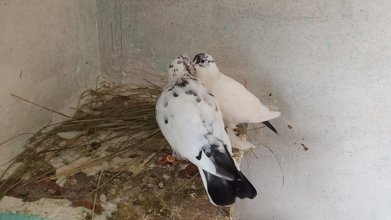 🔴Pigeon Breeding process||DAILY PIGEONS LIFE STYLE is live! - YouTube