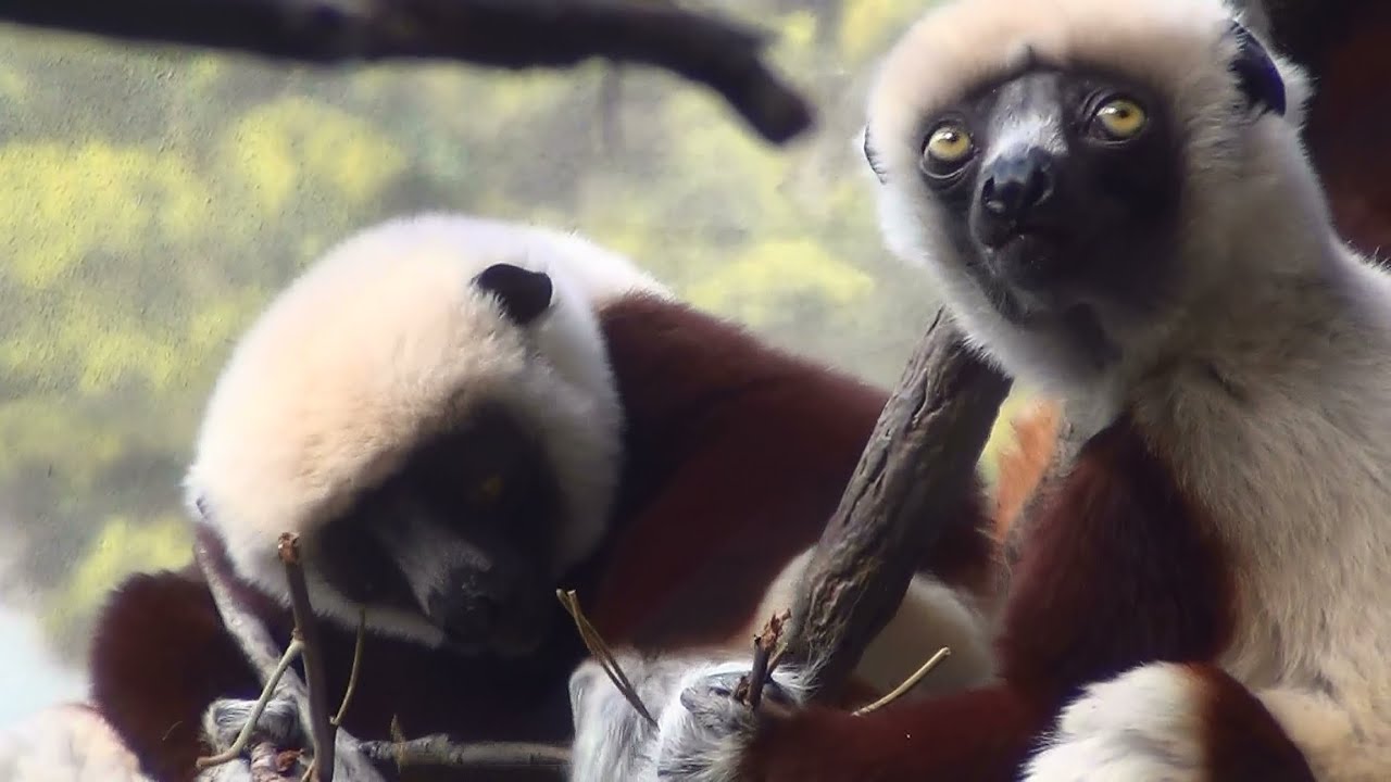The Bronx Zoo | March 8th, 2014 | Highlights from Madagascar! - YouTube