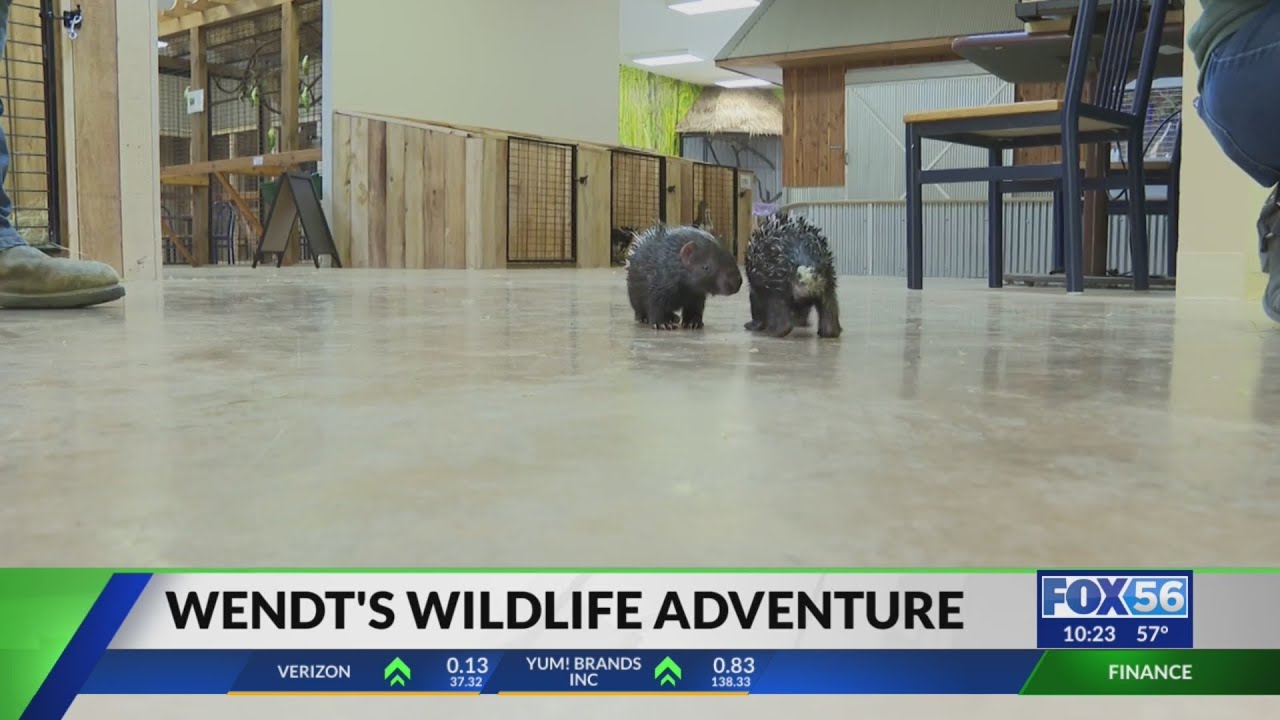 Kentucky's Wendt's Wildlife Adventure welcomes new babies - YouTube