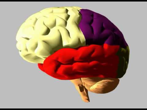 How the human brain works - YouTube