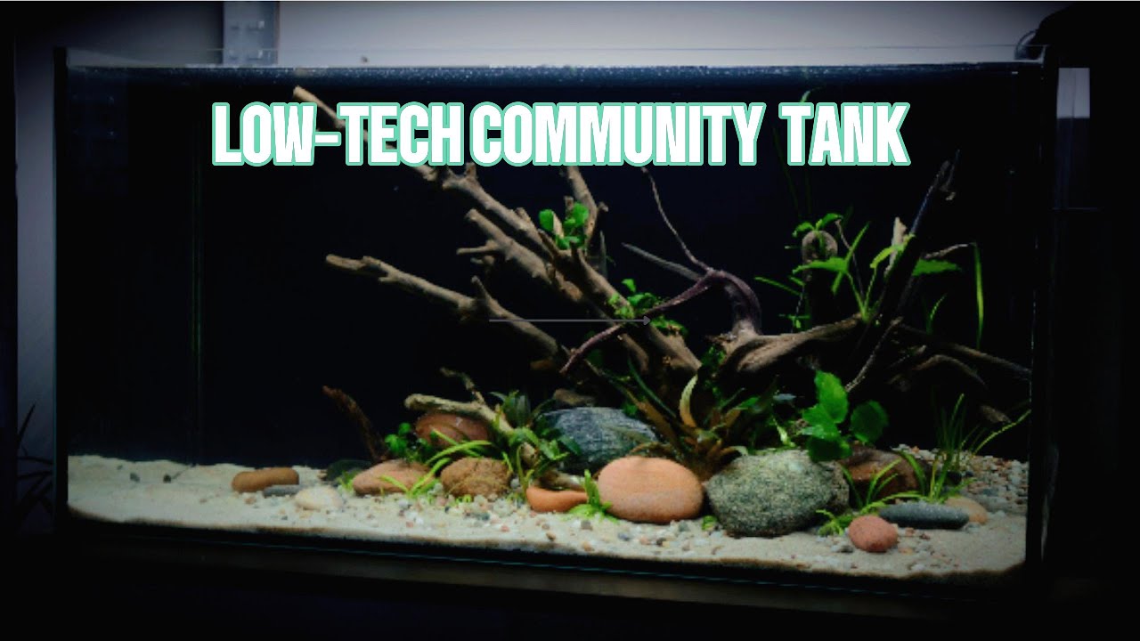 LOW-TECH COMMUNITY TANK - STEP BY STEP GUIDE - YouTube