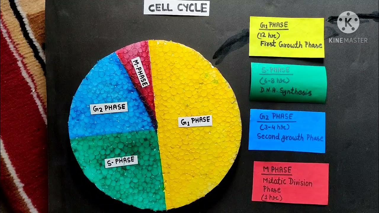 Cell cycle science project model - YouTube