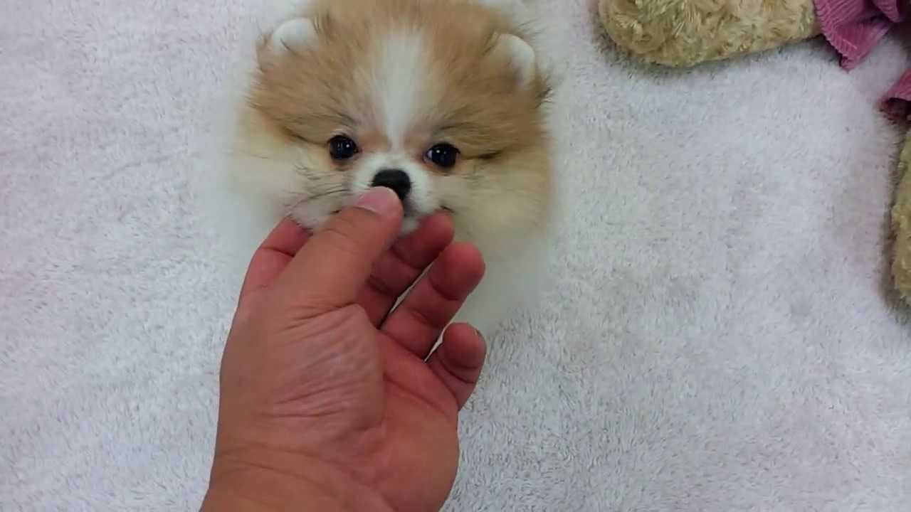 Micro teacup Pomeranian puppies for sale - YouTube