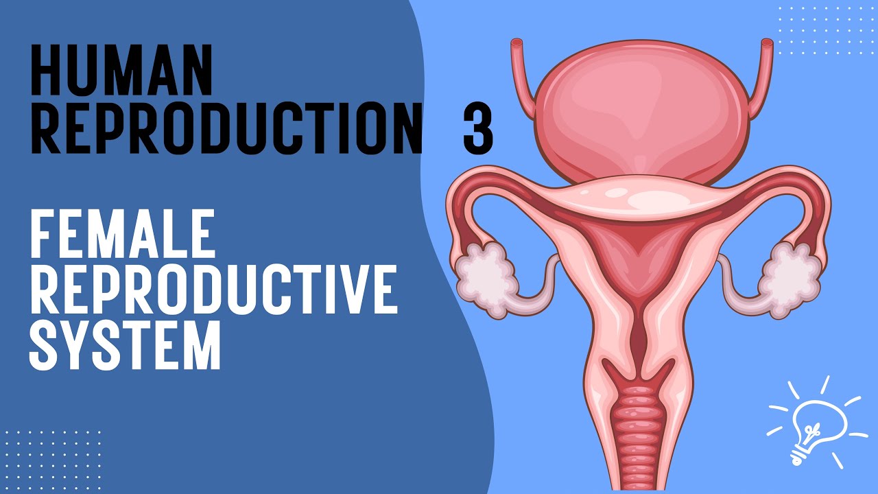 Human Reproduction || Female Reproductive System || Class 12th - YouTube
