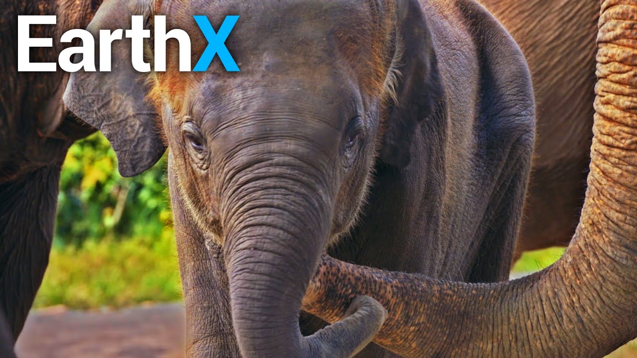 The World's Largest Elephant Medical Facility | The Elephant Hospital ...