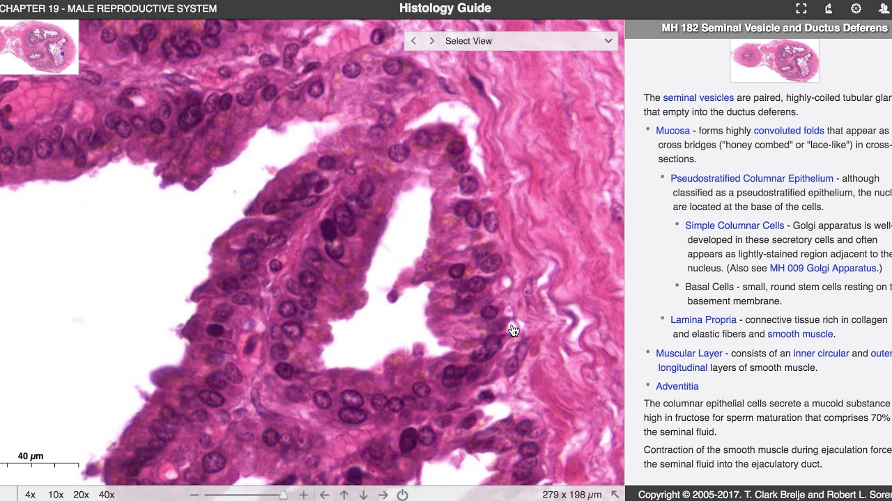 HISTOLOGI (MANNLIGE GENITALIA): VESICULA SEMINALIS (SÆDBLÆREN) - YouTube