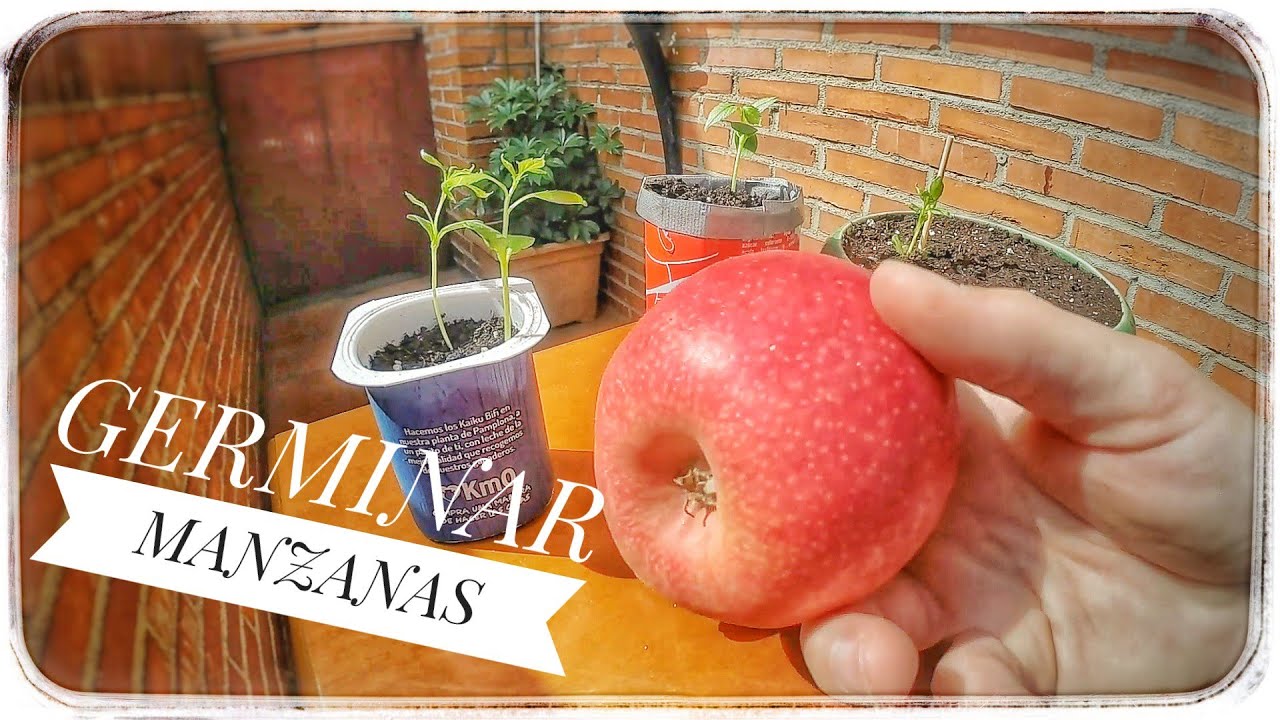 🍎 COMO Germinar semillas de Manzana Rápido FUNCIONA 🌱 asi consegui mis ...