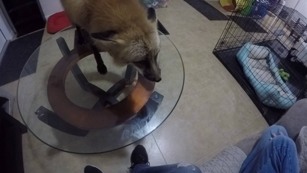 Red fox wants his carrot - YouTube