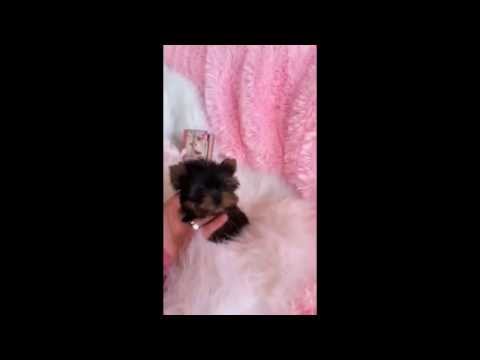 TEACUP YORKIES - FCS PRECIOUS YORKIES - YouTube