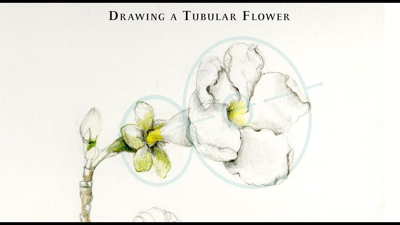 Drawing a Tubular White Flower - YouTube