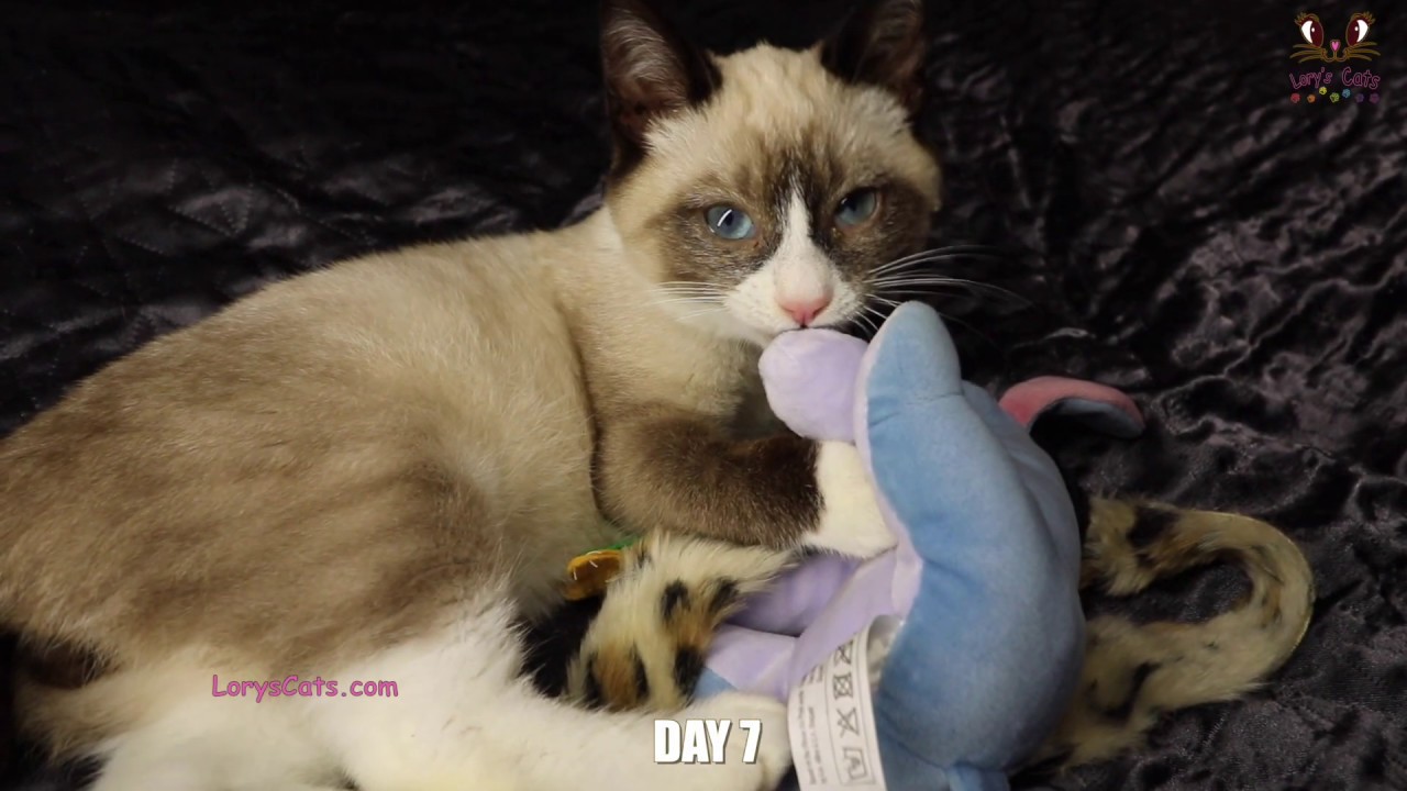 7 Days Evolution Of A Rescued Kitten 💙 - YouTube