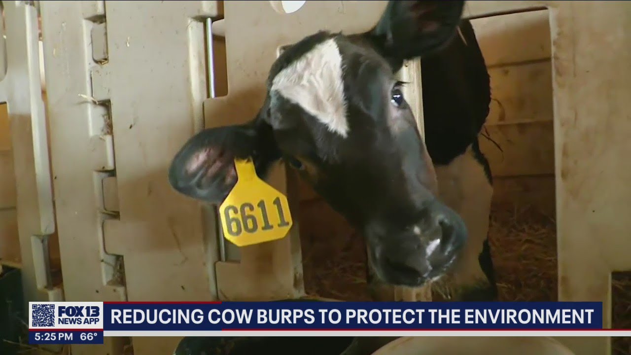 Australia creates 'kowbucha' to reduce cow burps, and therefore ...